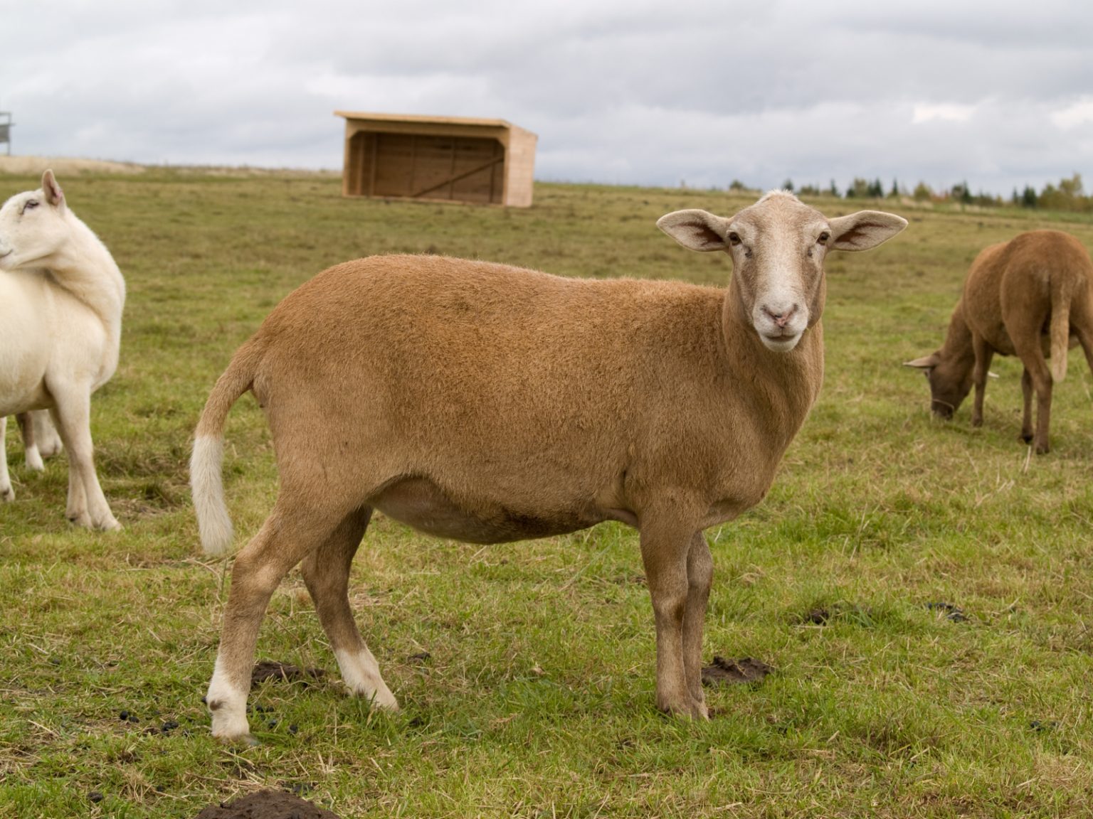 Secrets of Raising Katahdin Sheep - Countryside